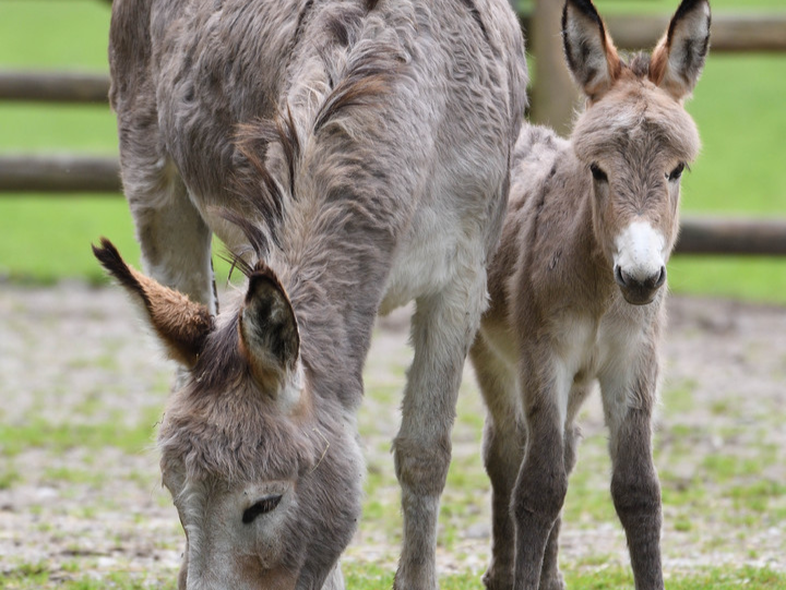 Wildpark Poing - Das Naturerlebnis